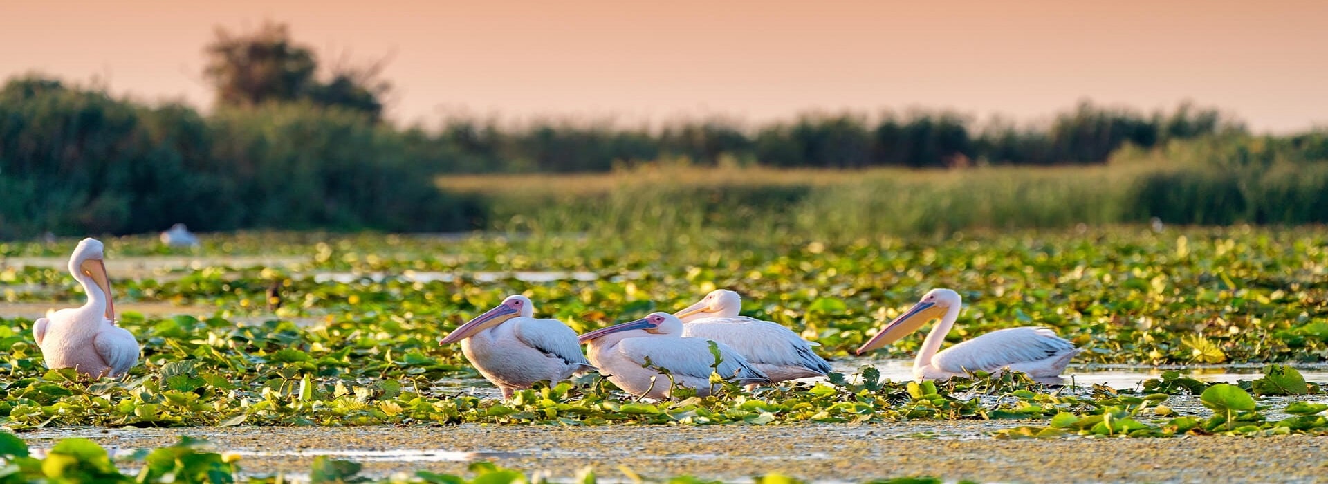 DELTA DUNARII & CHEILE DOBROGEI | Royal Trip - Agentie de Turism